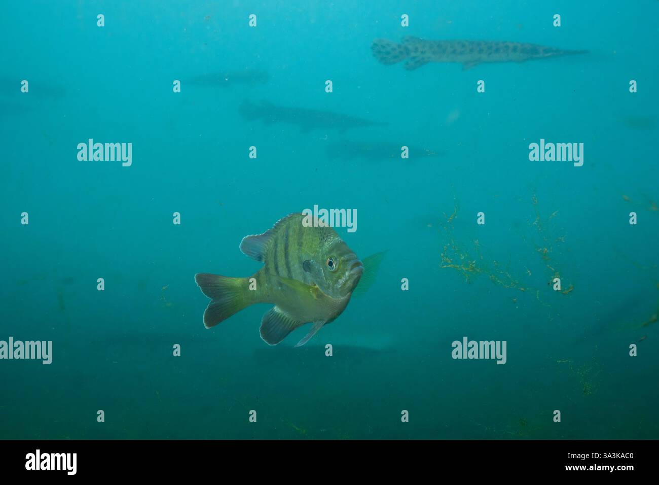 Florida springs bluegill with Florida gar swimming around Stock Photo ...