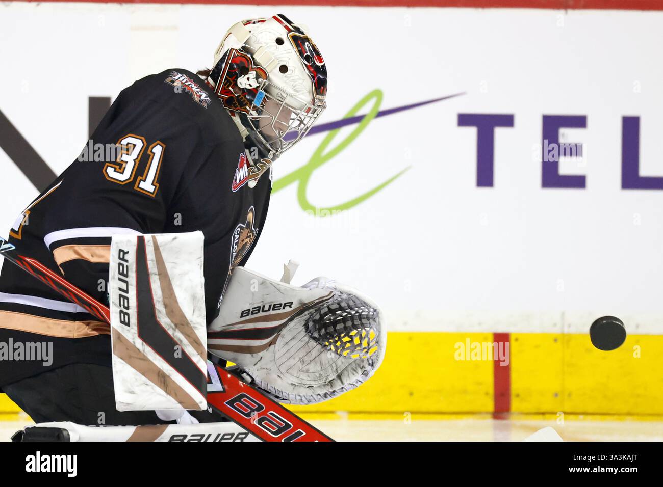Profile photo on Calgary Hitmen goalie Daniel Hauser during WHL ...