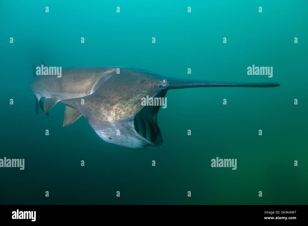 American paddlefish feeding on plankton in lake Stock Photo - Alamy