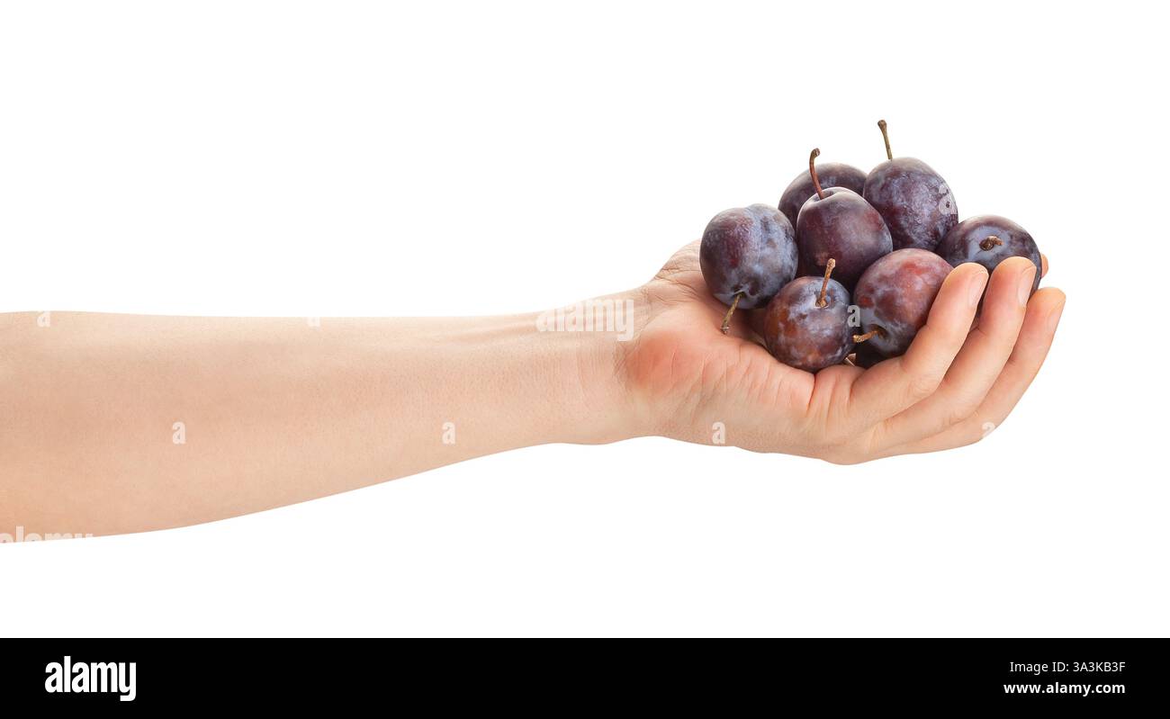 plums in hand path isolated on white Stock Photo - Alamy