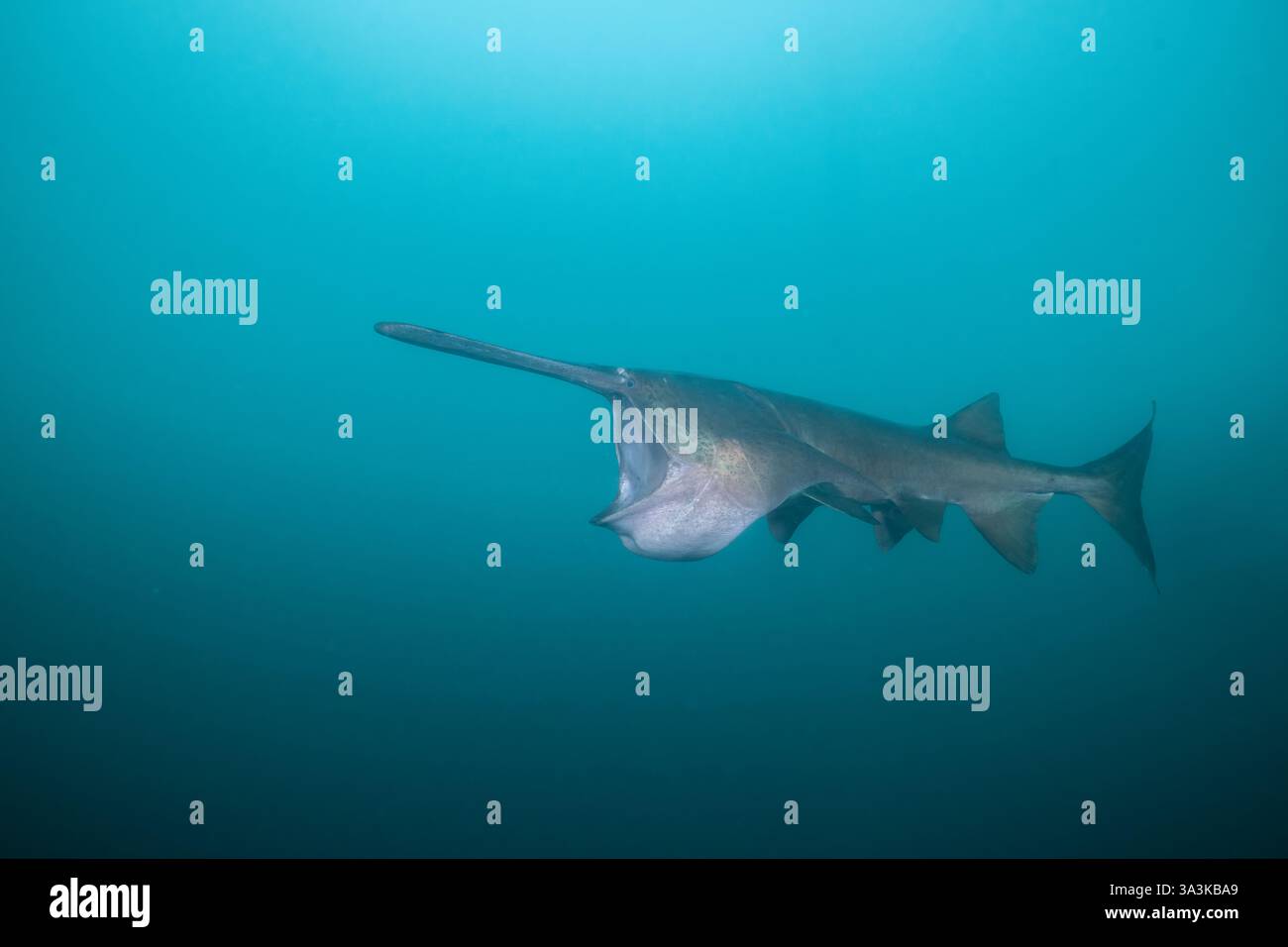 American paddlefish feeding on plankton in lake Stock Photo - Alamy