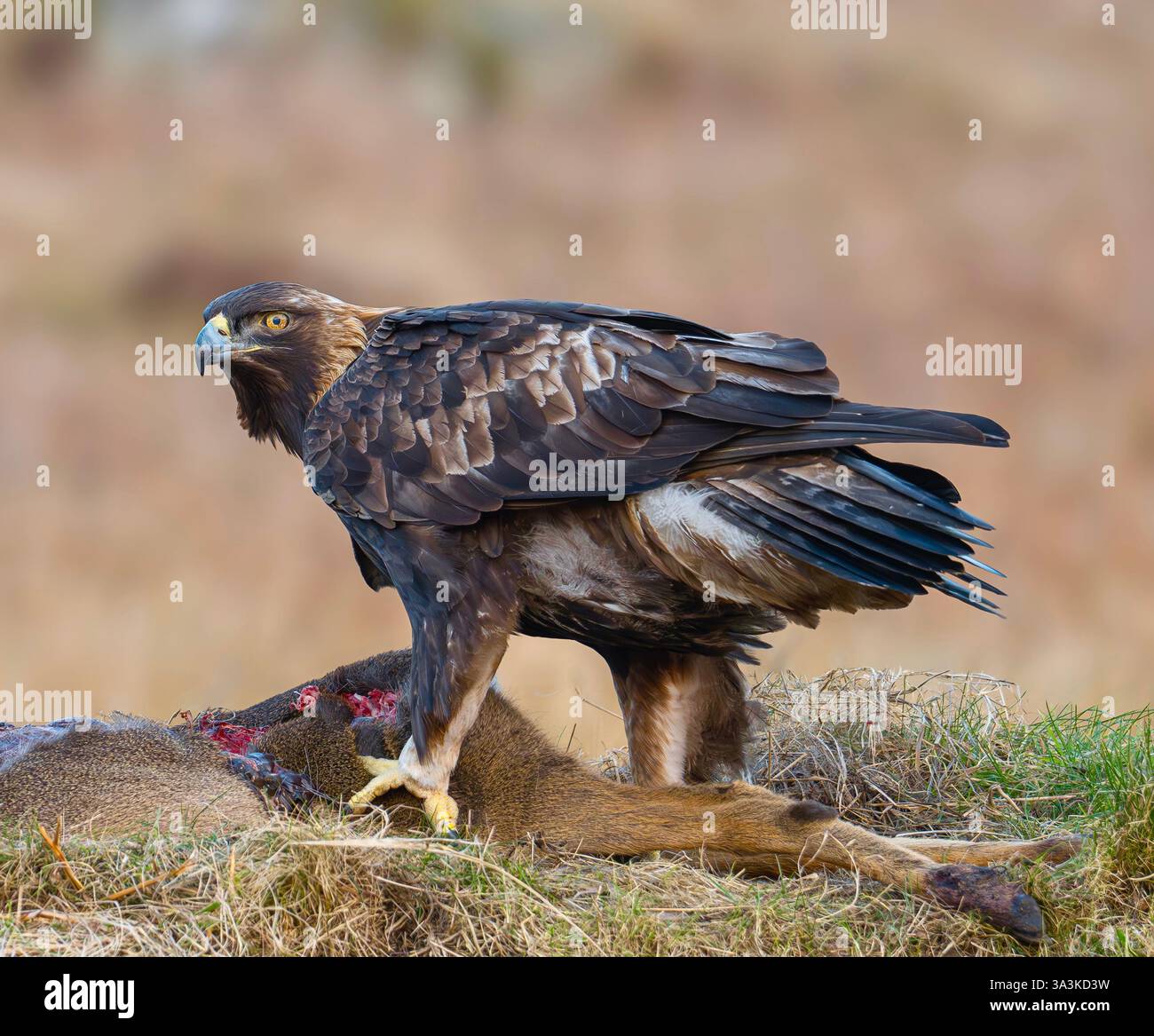 Wild female golden eagle in dumfries and galloway scotland hi-res stock ...