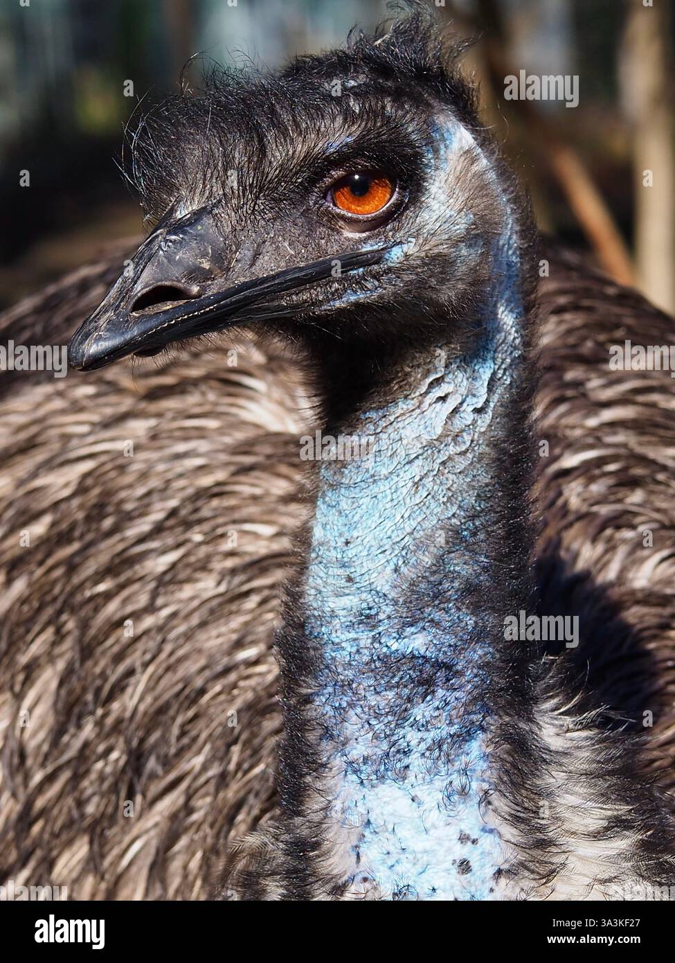 Can closeup portrait beautiful hi-res stock photography and images - Alamy