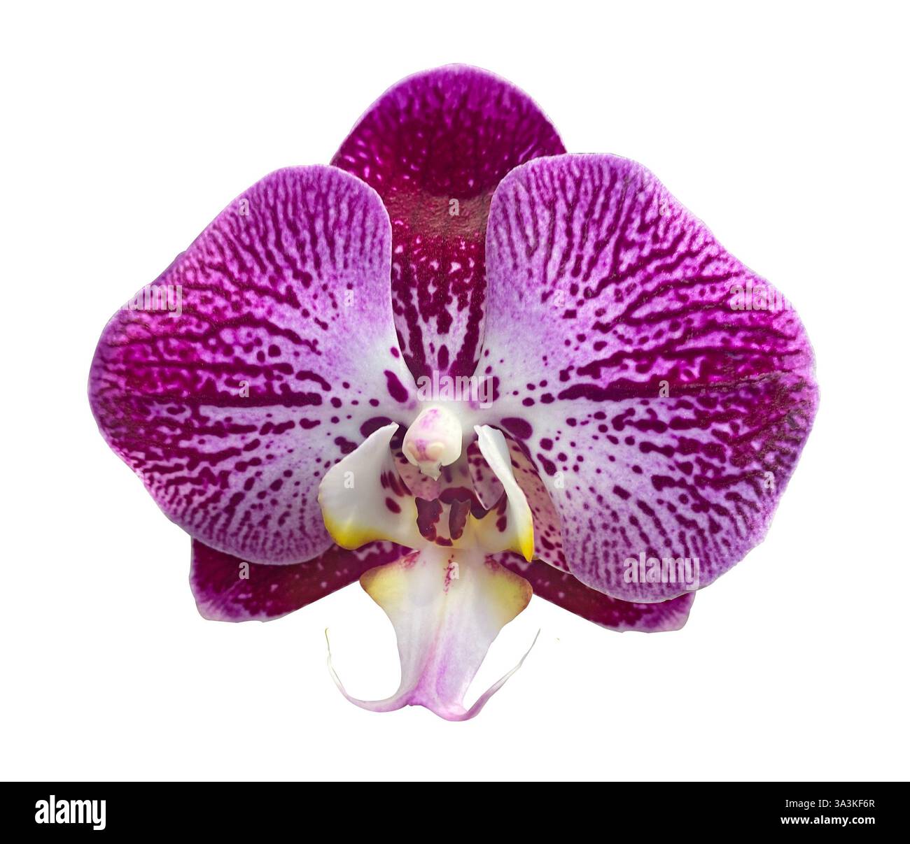 Purple Streaked Phalaenopsis Orchid flower head isolated on white ...
