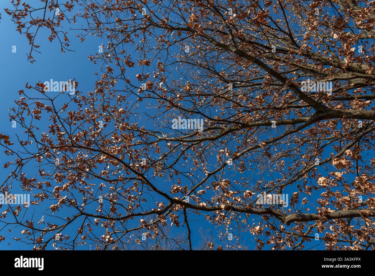 Baumkronen mit verwelkten braunen Blättern vor blauem Himmel, Sicht von ...