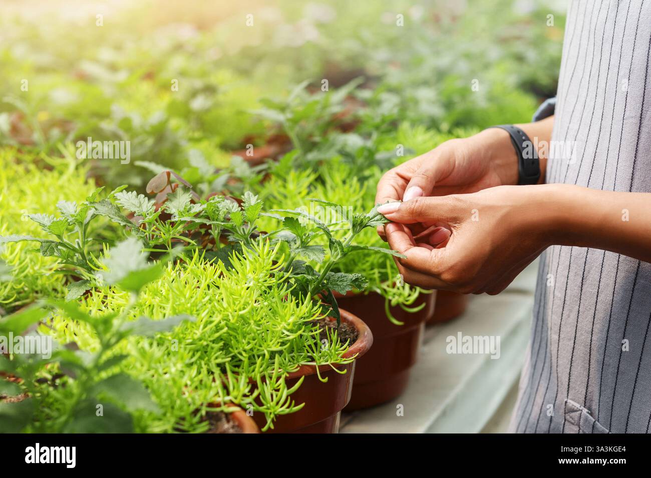 Woman checks smartwatch building hi-res stock photography and images ...