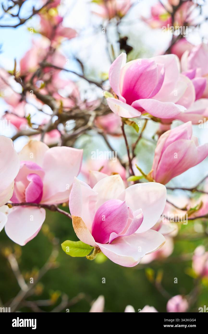 A stunning display of magnolia flowers in various stages of bloom, with ...