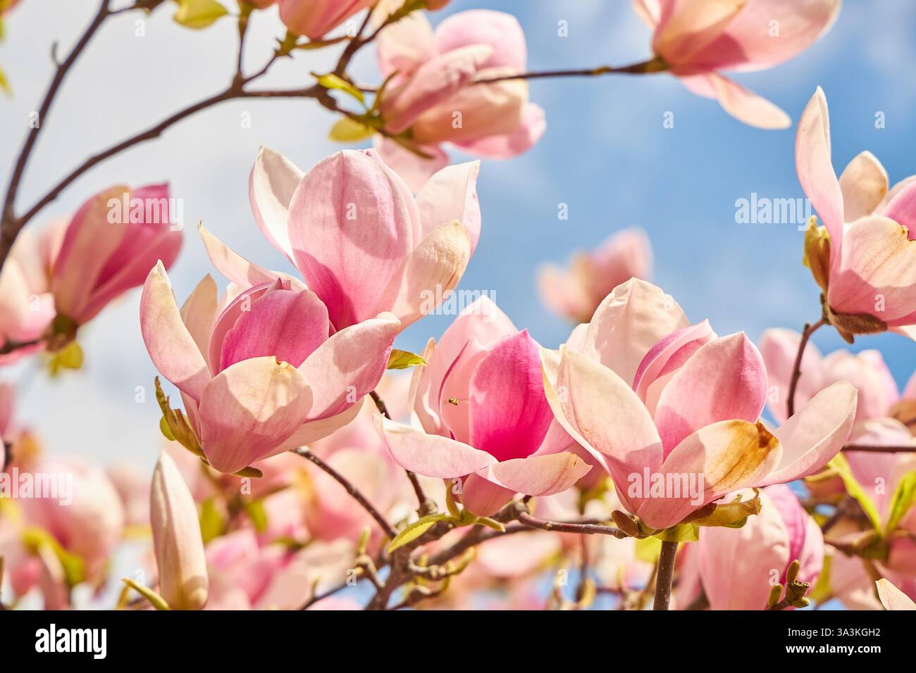 A stunning display of magnolia flowers in various stages of bloom, with ...