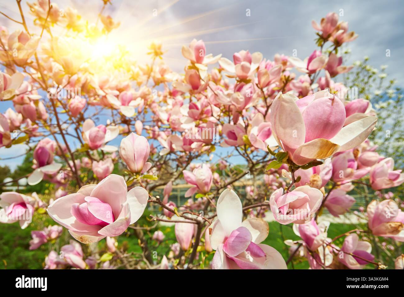 A stunning display of magnolia flowers in various stages of bloom, with ...