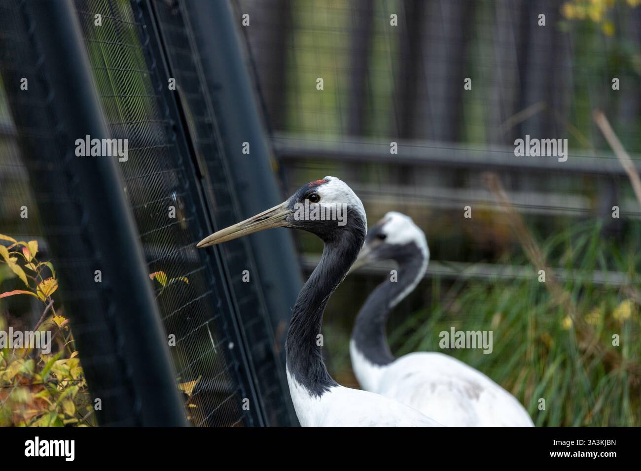 The Red-crowned Crane, a rare East Asian bird, feeds on fish, insects ...