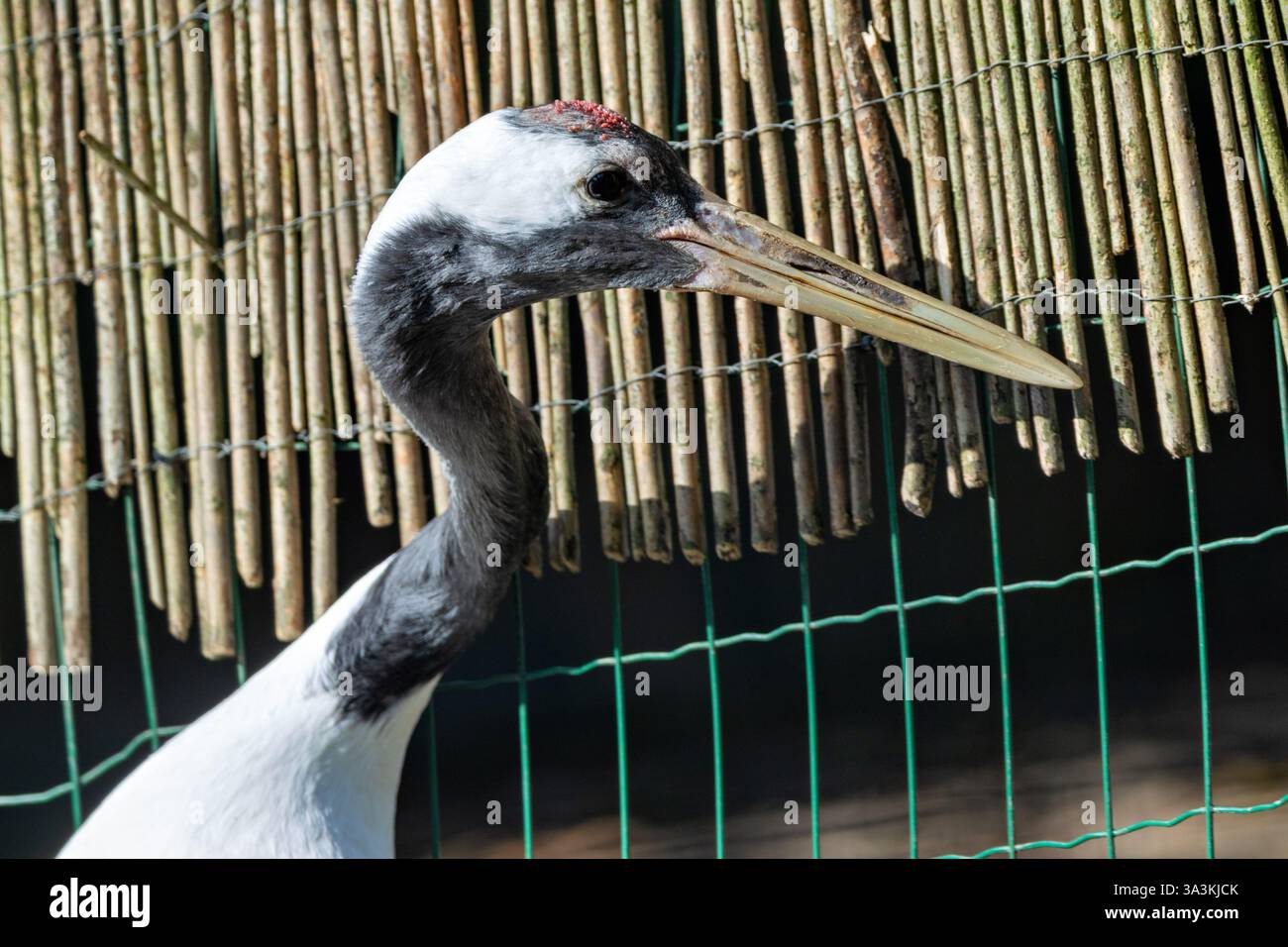 The Red-crowned Crane, a rare East Asian bird, feeds on fish, insects ...