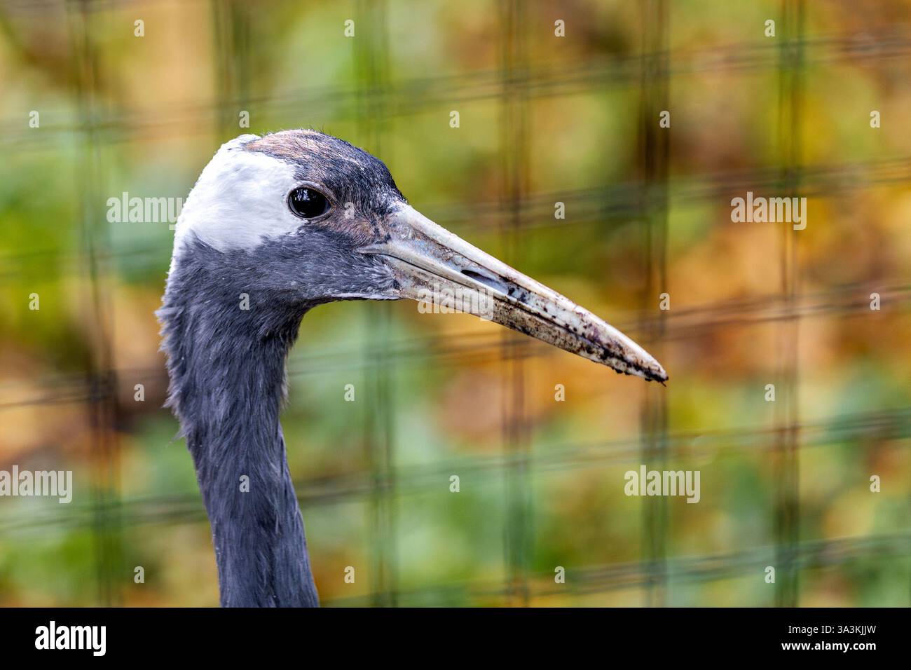The Red-crowned Crane, a rare East Asian bird, feeds on fish, insects ...