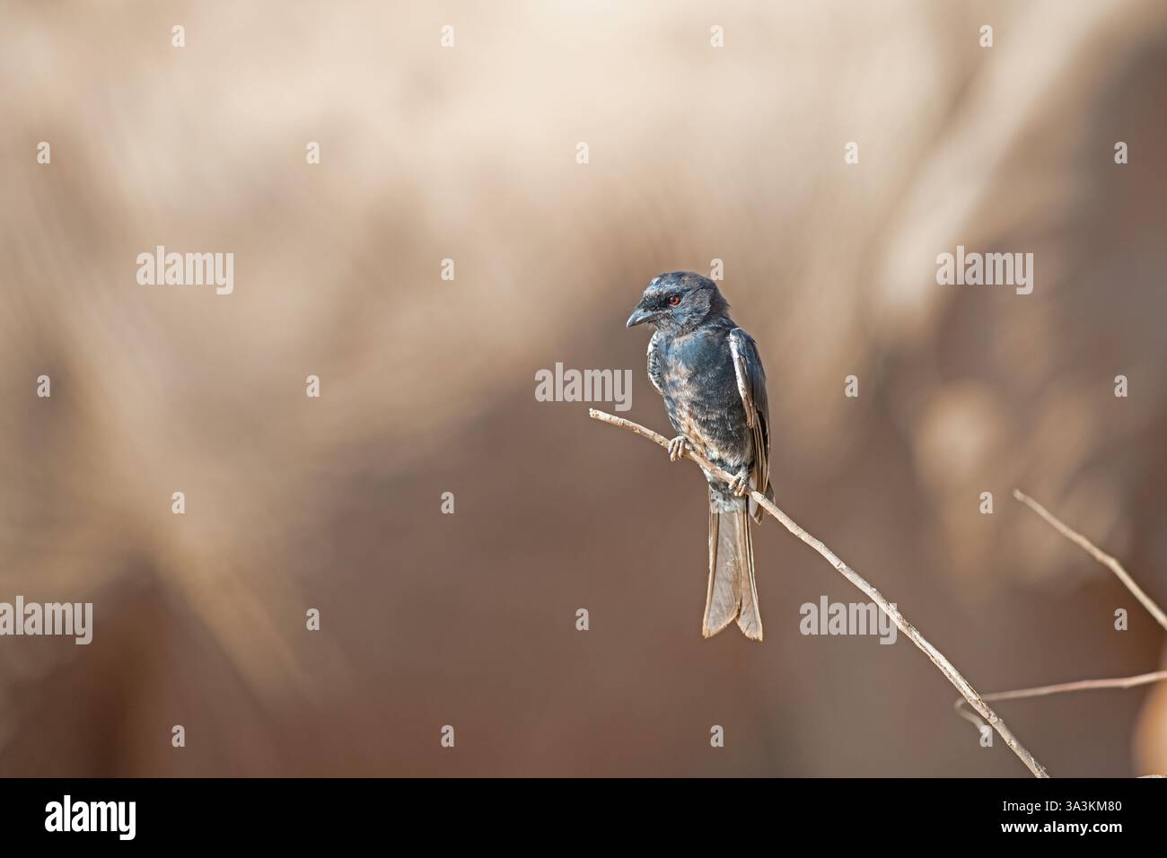 Common or fork-tailed drongo (Dicrurus adsimilis Stock Photo - Alamy