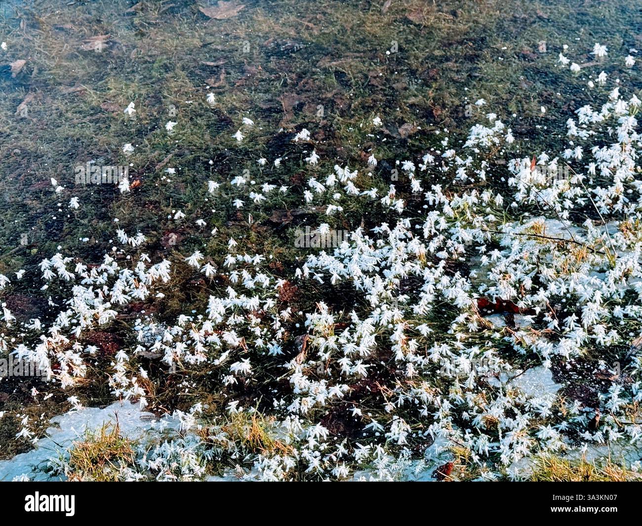 Ice crystals formed on blades of grass in flooded terrain Stock Photo ...