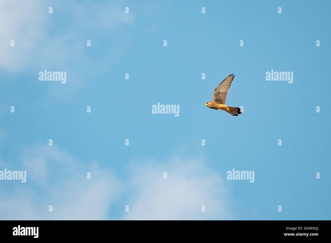 Majestic common kestrel Falco tinnunculus hovering in a clear blue sky ...