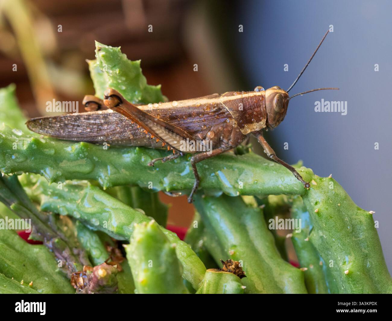 Grasshopper insect, Valanga irregularis, on a green stem of Starfish ...