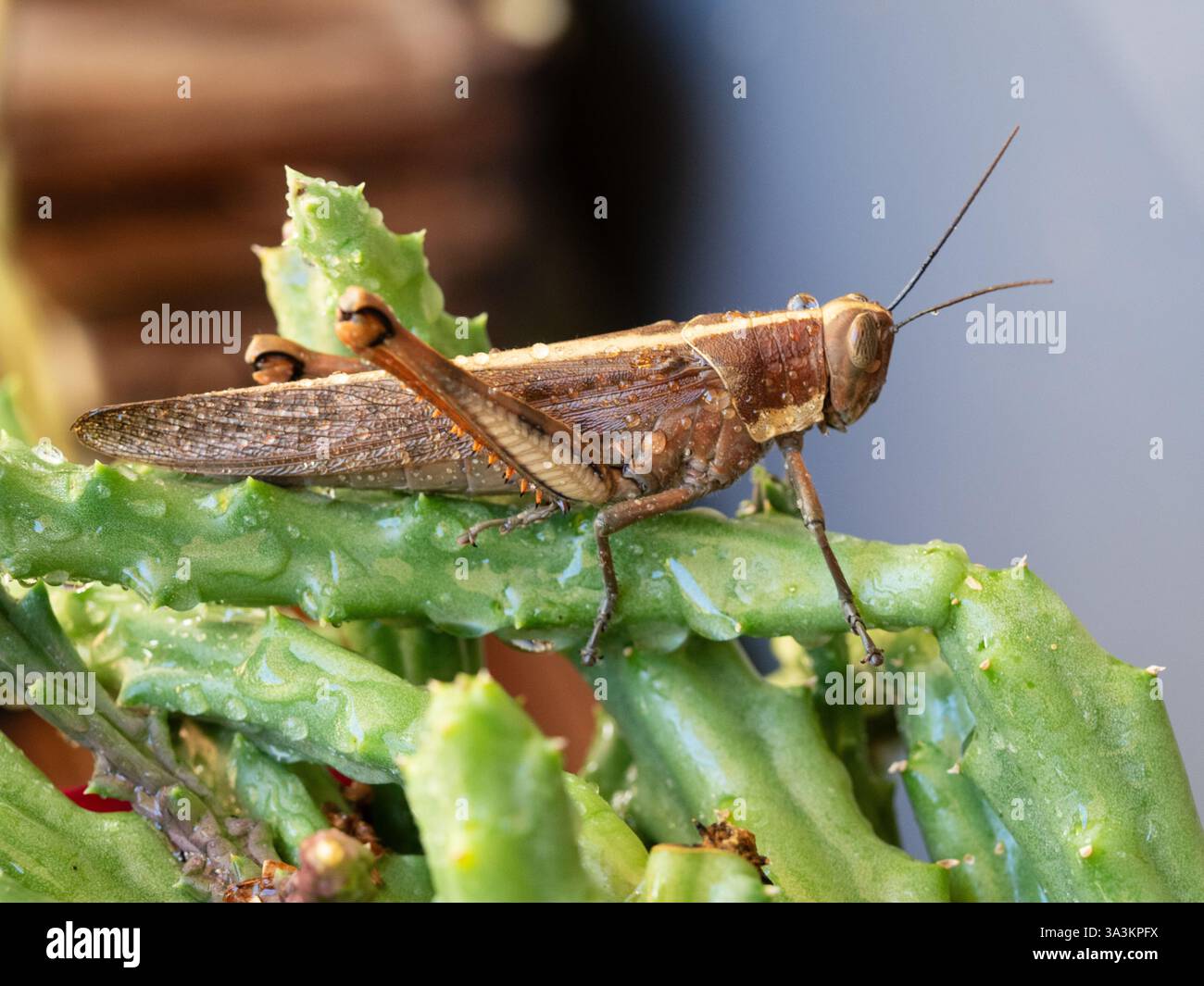 Grasshopper insect, Valanga irregularis, on a green stem of Starfish ...