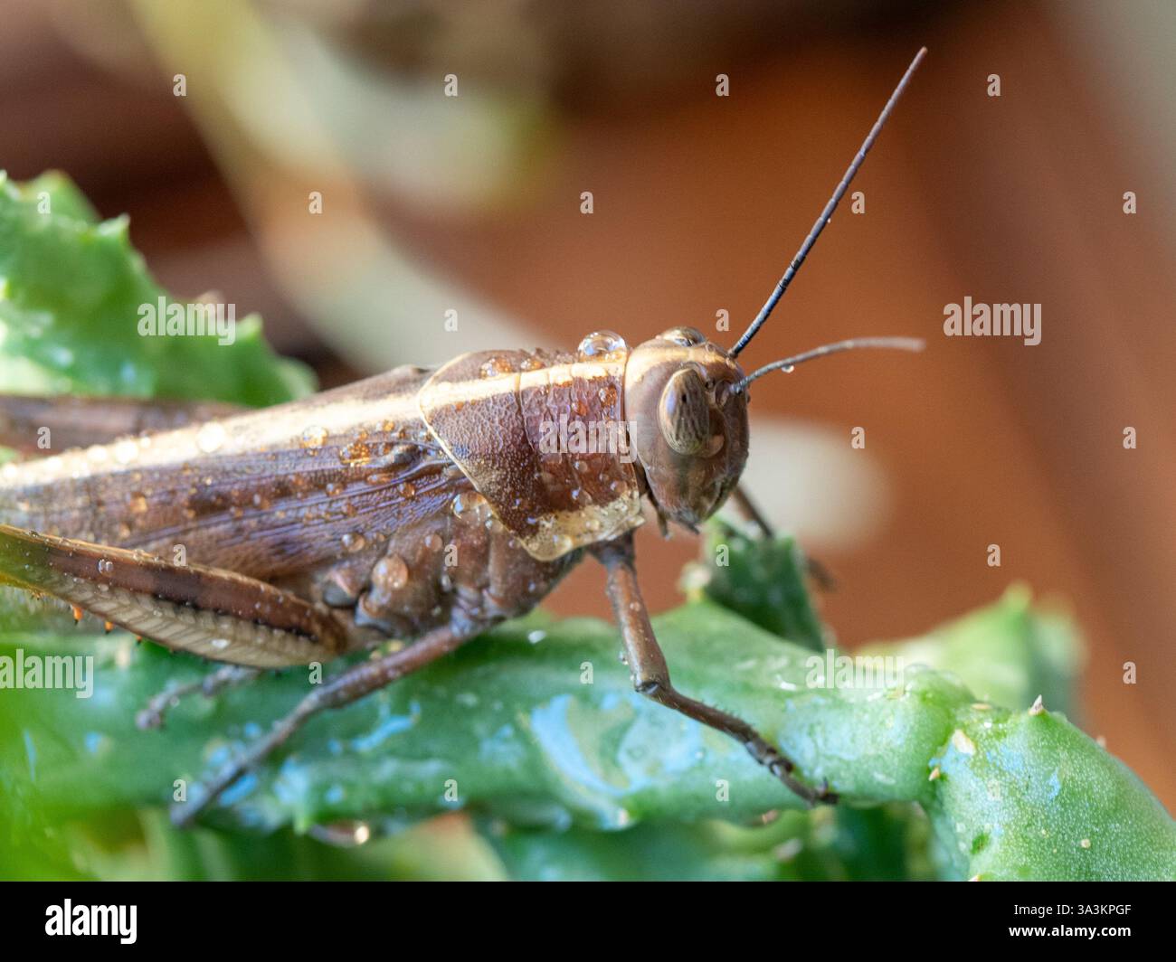Grasshopper insect, Valanga irregularis, on a green stem of Starfish ...