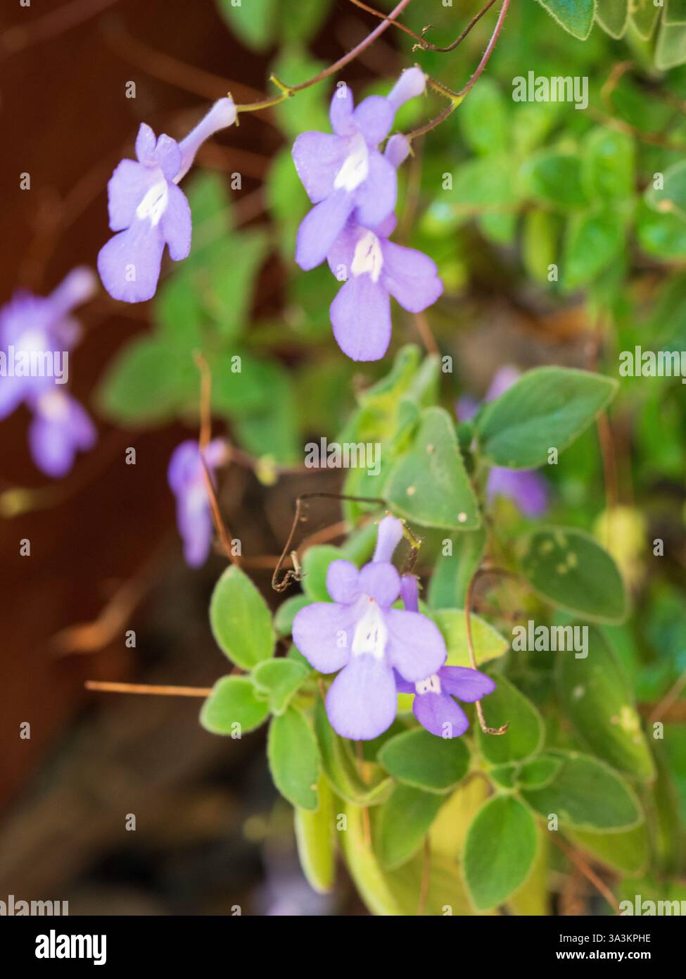 Nodding violets hi-res stock photography and images - Alamy