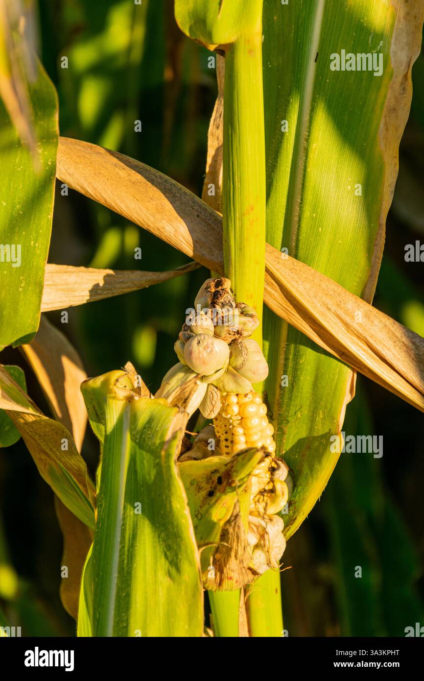 detailed view of corn smut ustilago maydis affecting corn cob ...