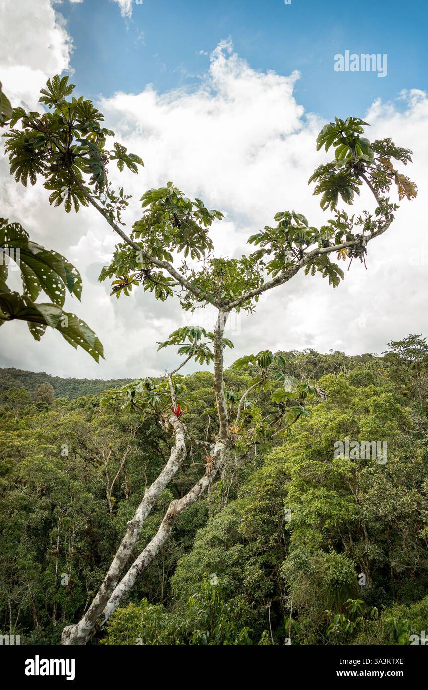 A tree with a trunk that is twisted and has a lot of leaves, in the ...