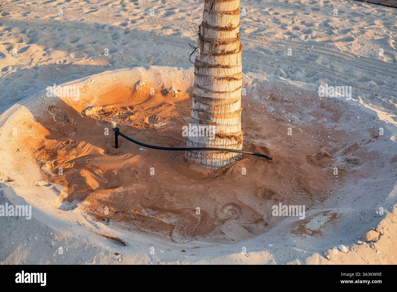 Black plastic irrigation pipe watering a palm tree flourishing on a ...