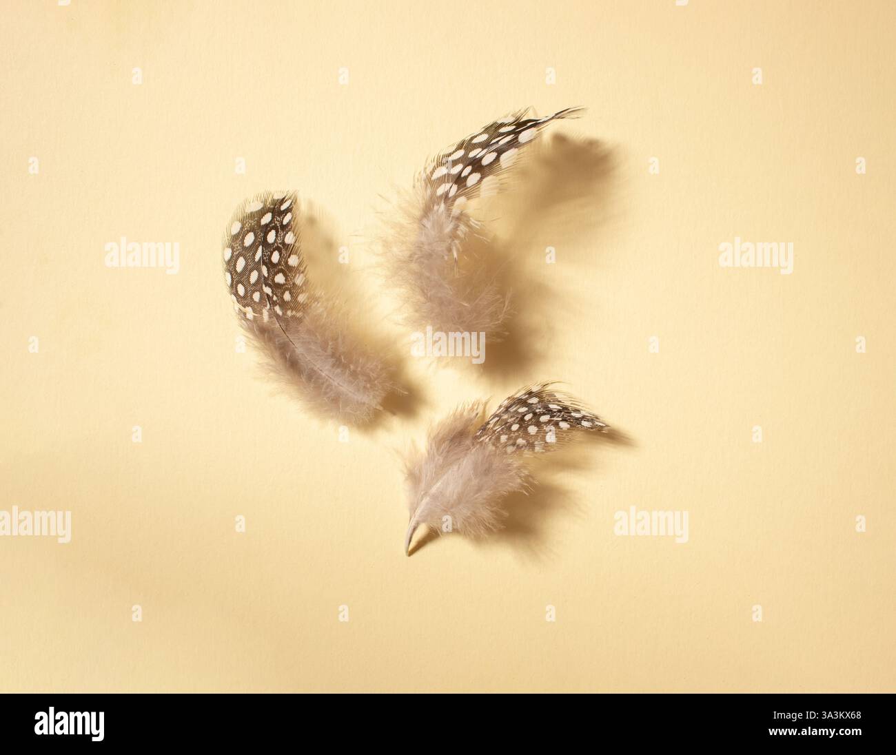 Small spotted quail feathers on bright beige background Stock Photo - Alamy