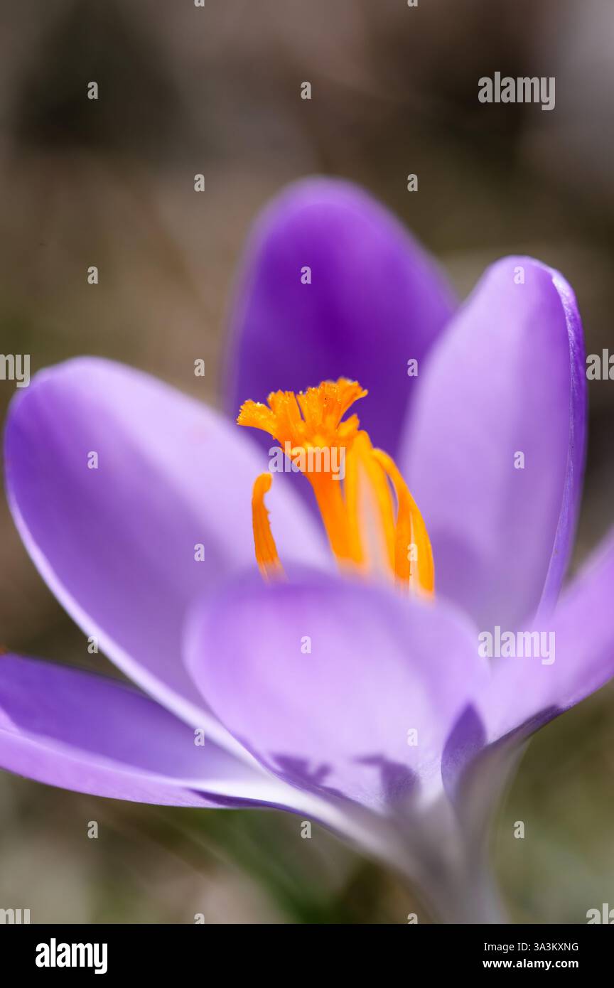 Orange pollen on pistil of purple crocus flower in bloom Stock Photo ...