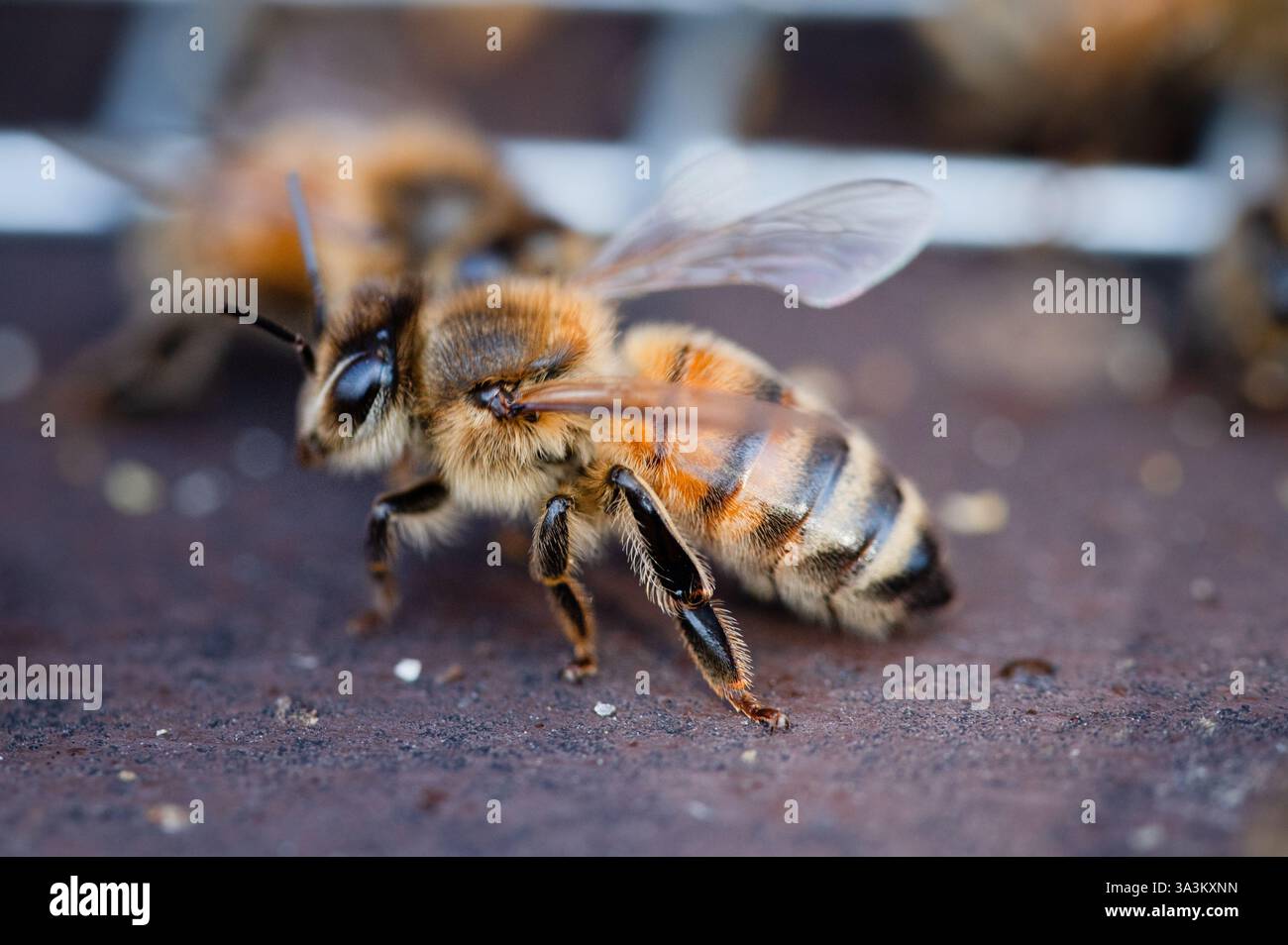 Bee board hi-res stock photography and images - Alamy