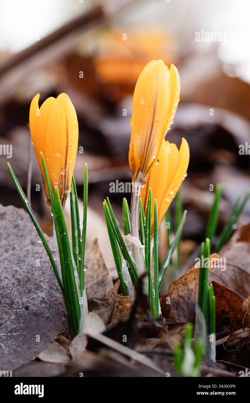 Three golden yellow buds hi-res stock photography and images - Alamy