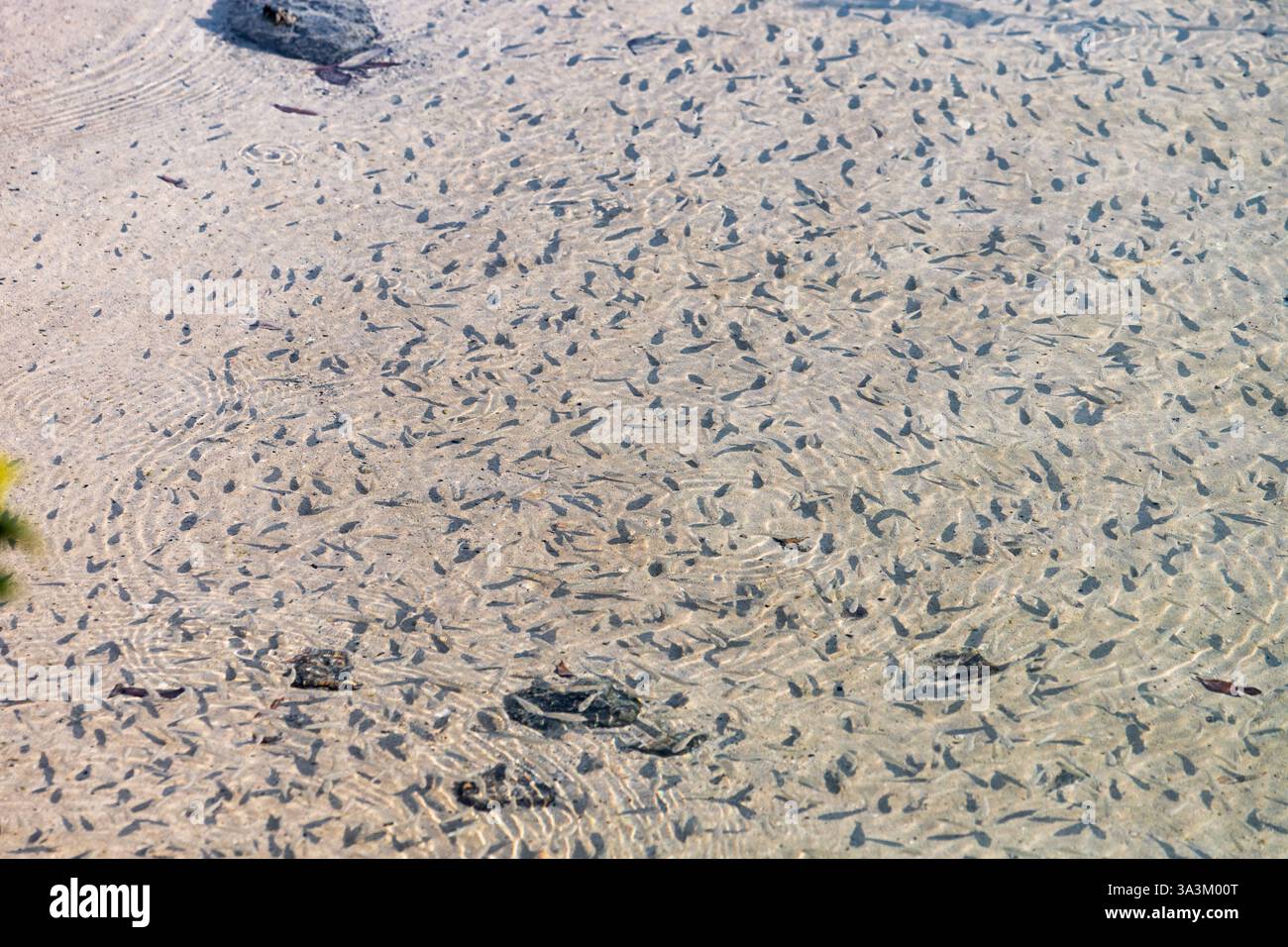 Numerous tadpoles swimming in shallow, clear water, creating ...
