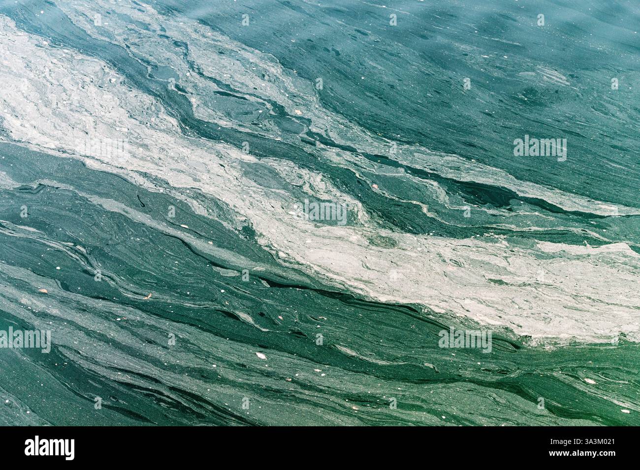 Polluted water surface exhibiting a thick layer of cyanobacteria ...