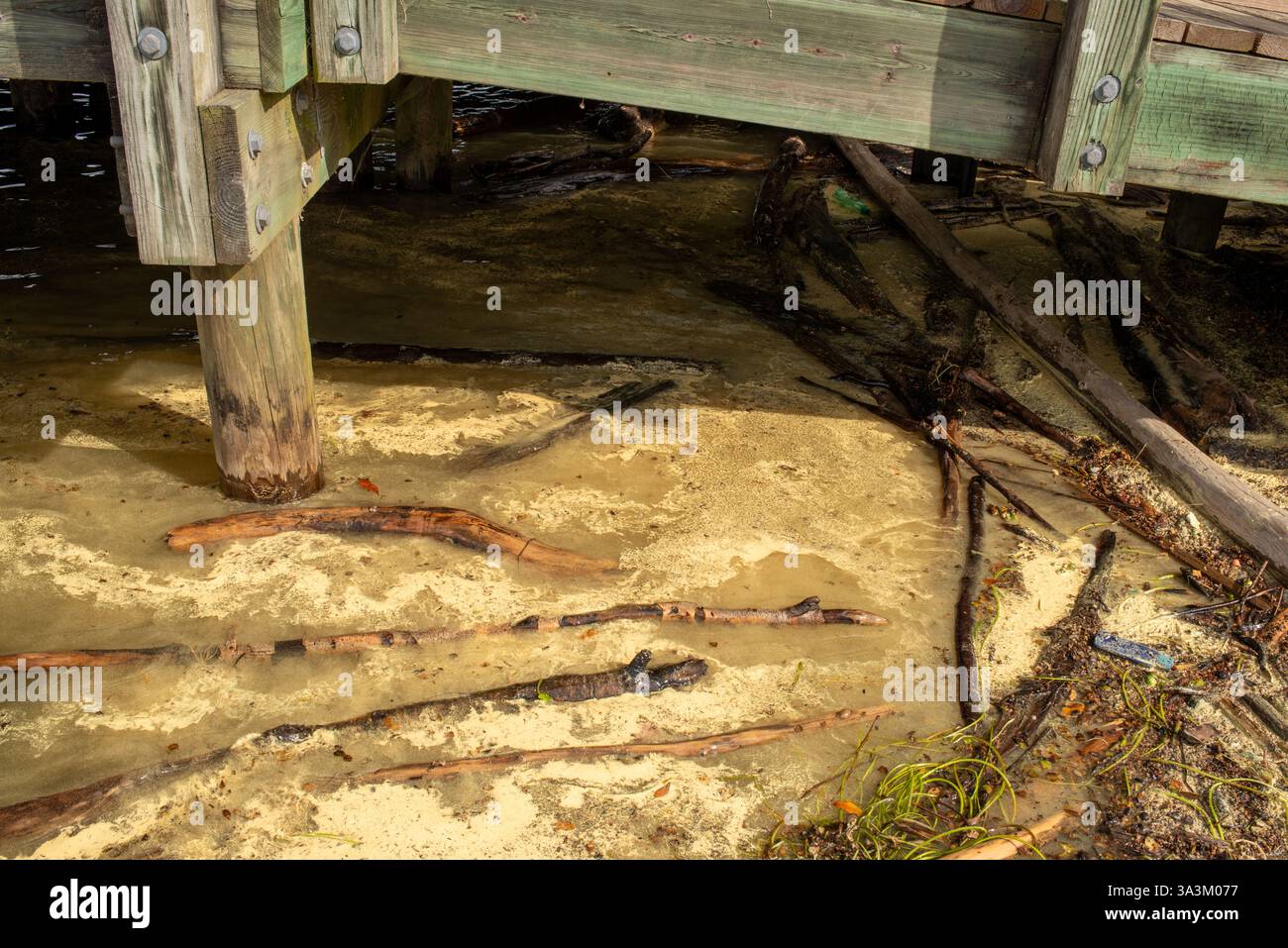 Pond scum near a dock Stock Photo - Alamy