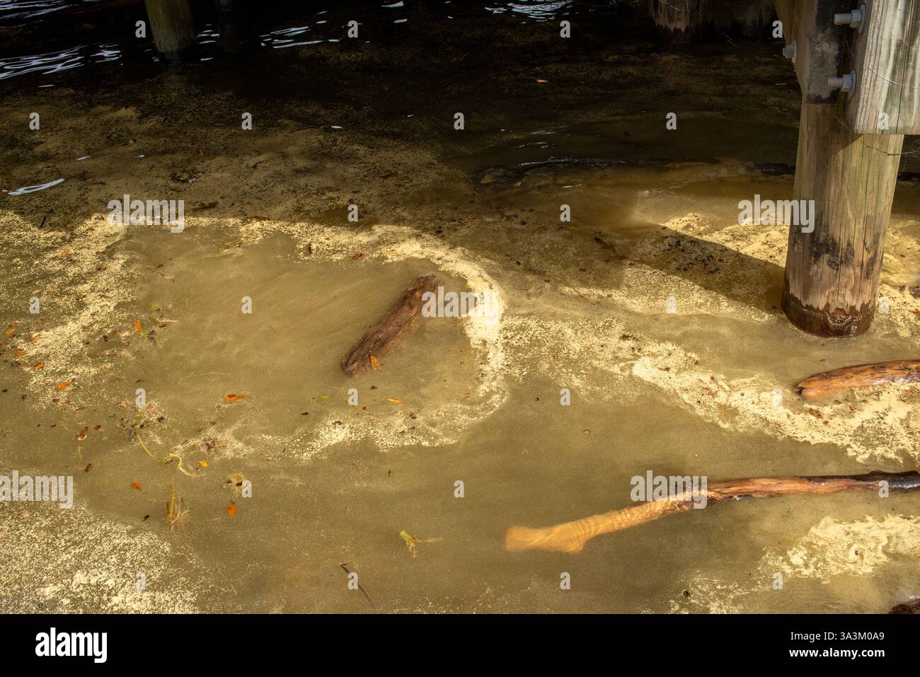 Pond scum near a dock Stock Photo - Alamy