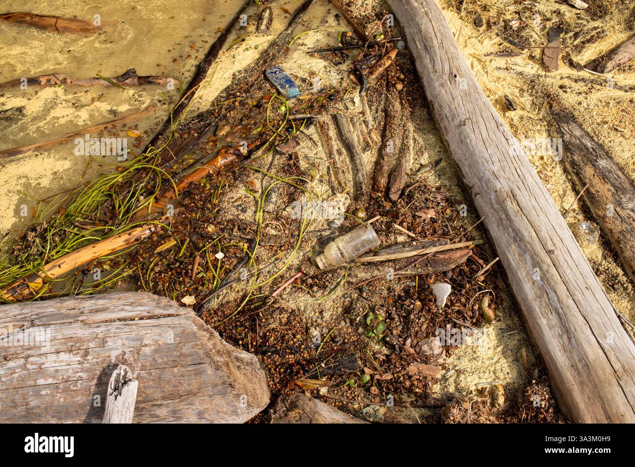 Pond scum near a dock Stock Photo - Alamy