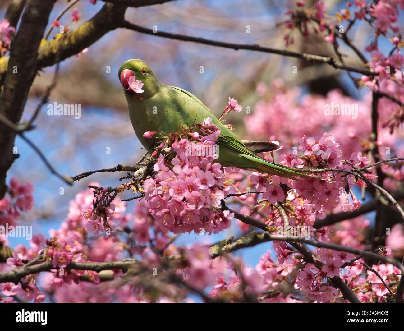 A female rose-ringed parakeet (psittacula krameria) aka ringneck parrot ...