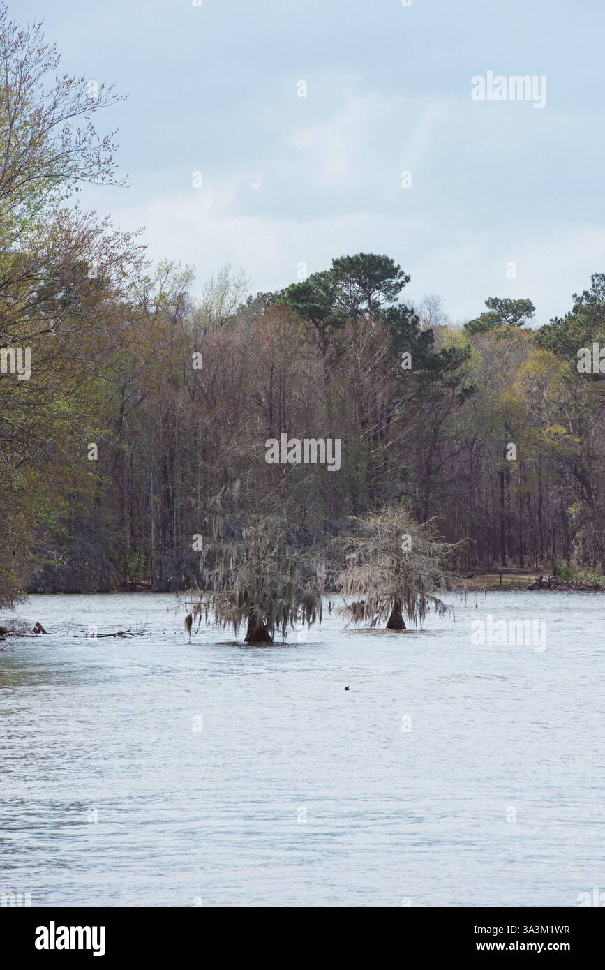 Santee State Park, Santee South Carolina Stock Photo - Alamy