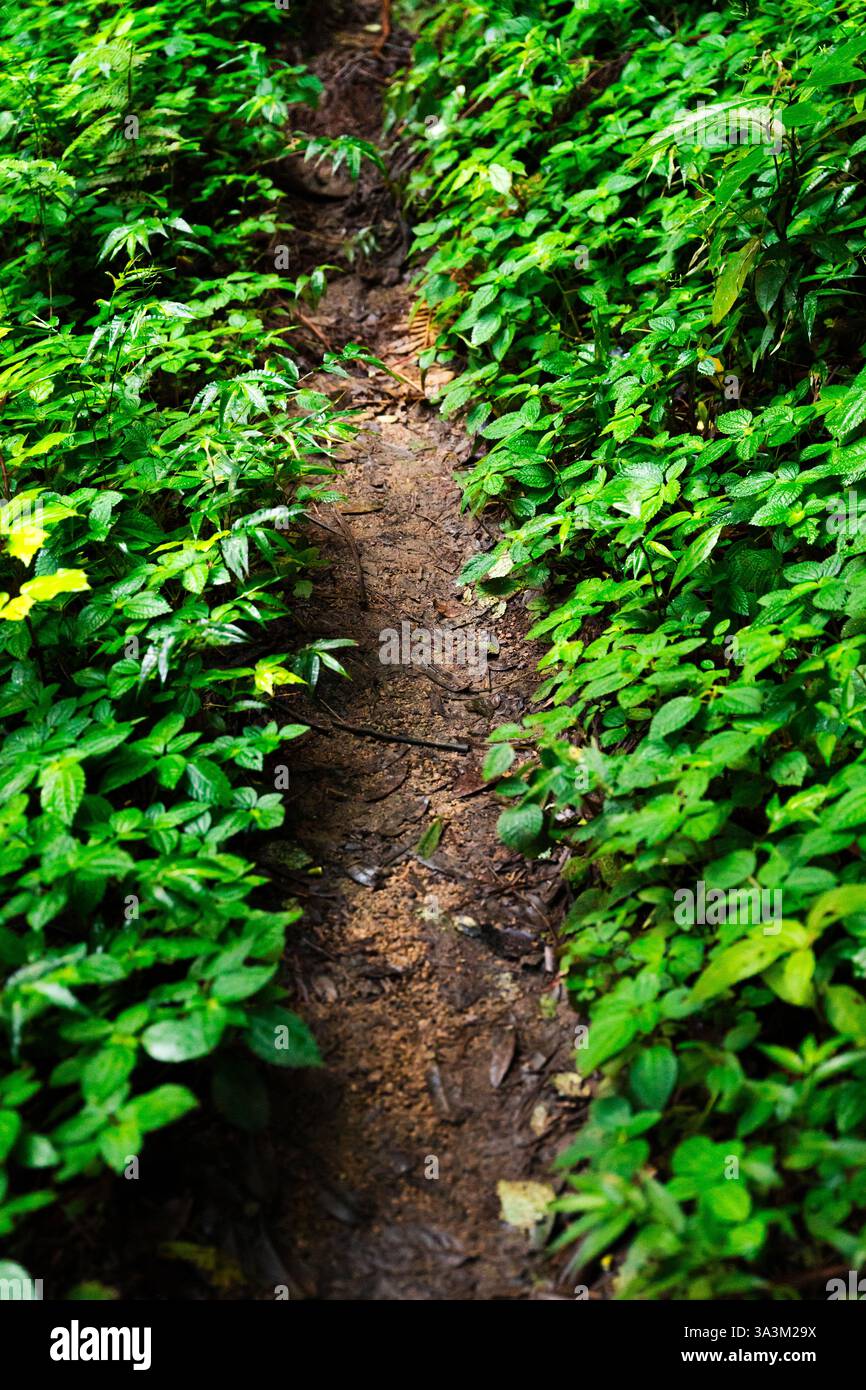 A narrow dirt path surrounded by lush green foliage in the forest ...