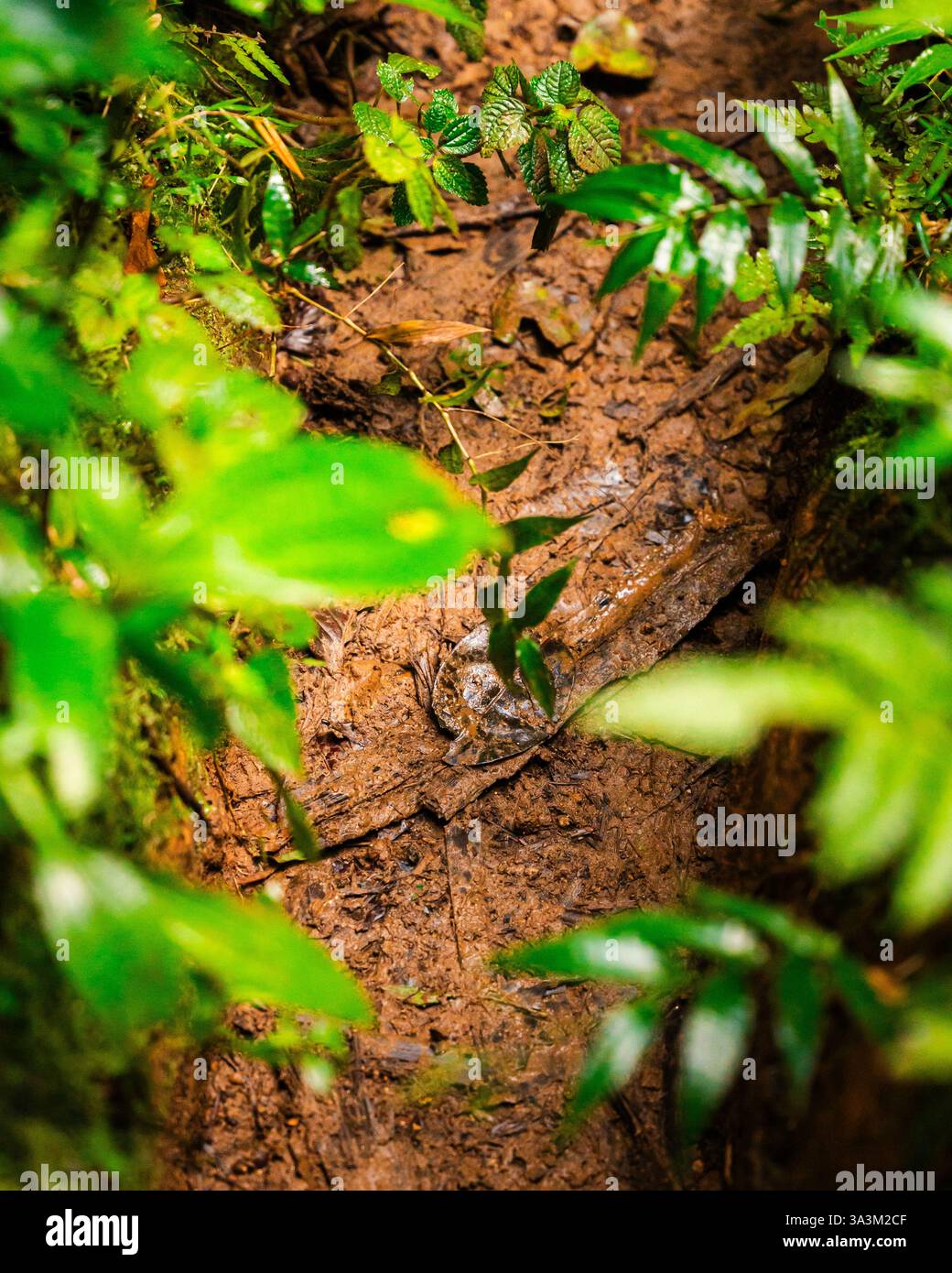 A close-up of a muddy forest trail surrounded by lush green foliage in ...