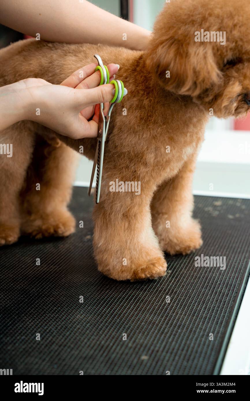 Groomer is doing hygiene cut for fluffy maltipoo to keep animal clean ...
