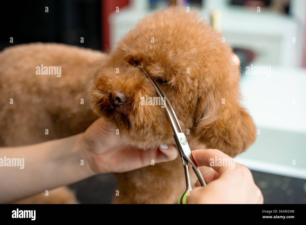 Groomer is doing hygiene cut for fluffy maltipoo to keep animal clean ...