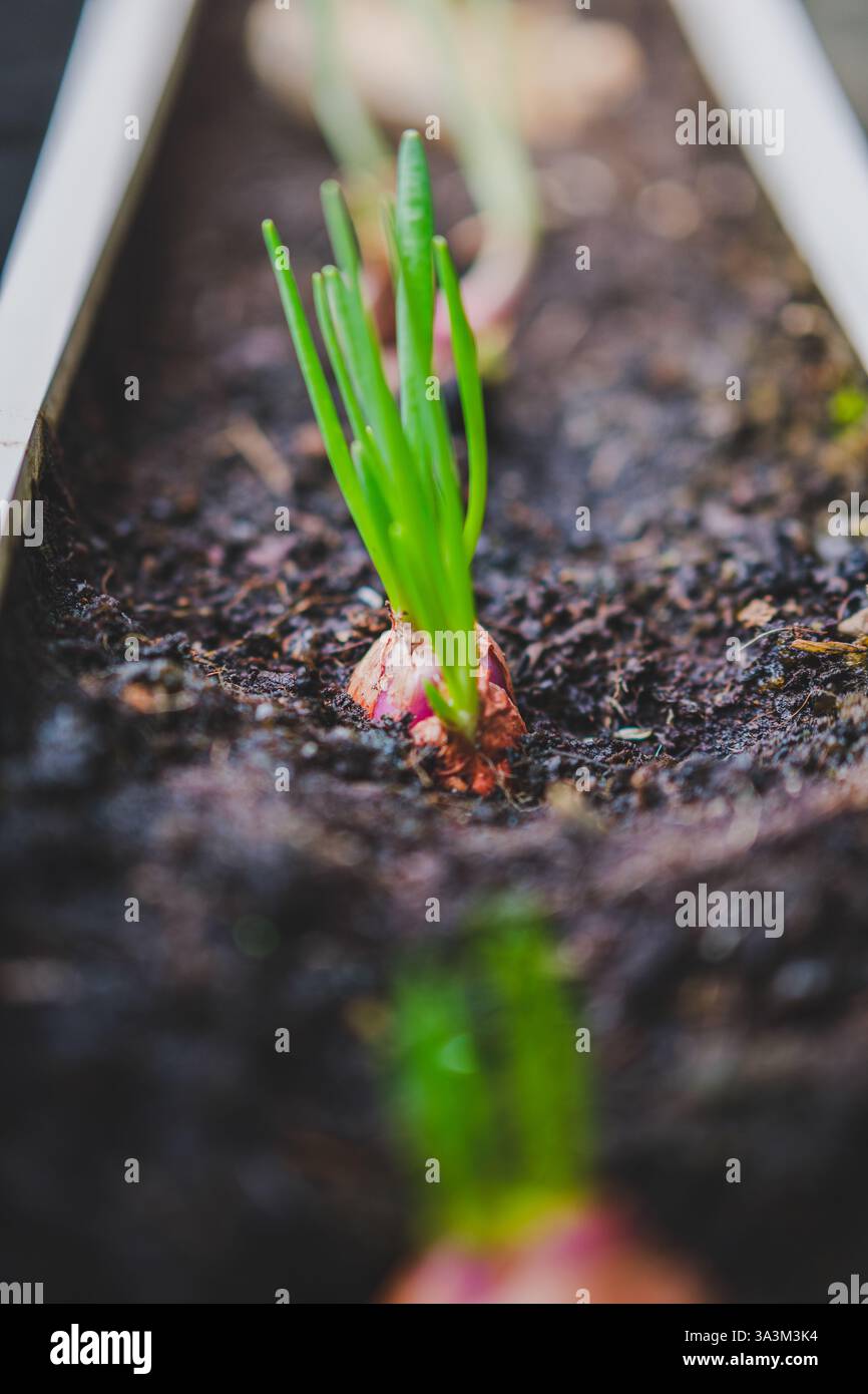 Close-up shot of a single shallot bulb sprouting vibrant green shoots ...