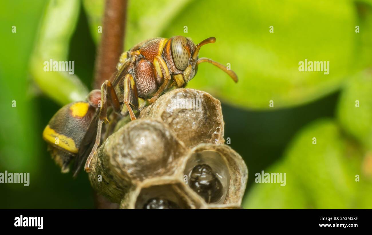 Macro of Hymenoptera is a large order of insects, comprising the ...