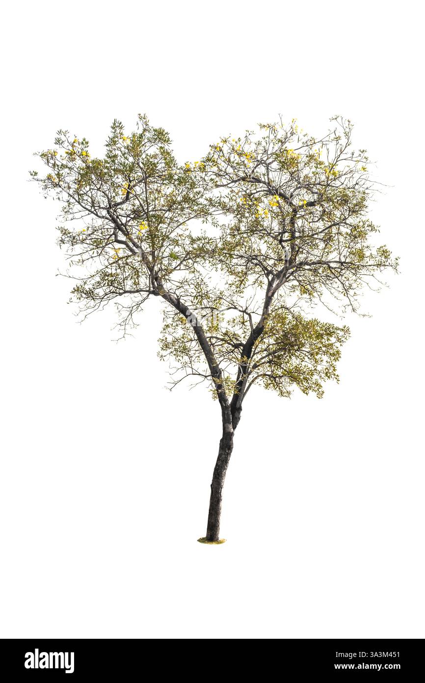 Tree green color isolated on white background Stock Photo - Alamy