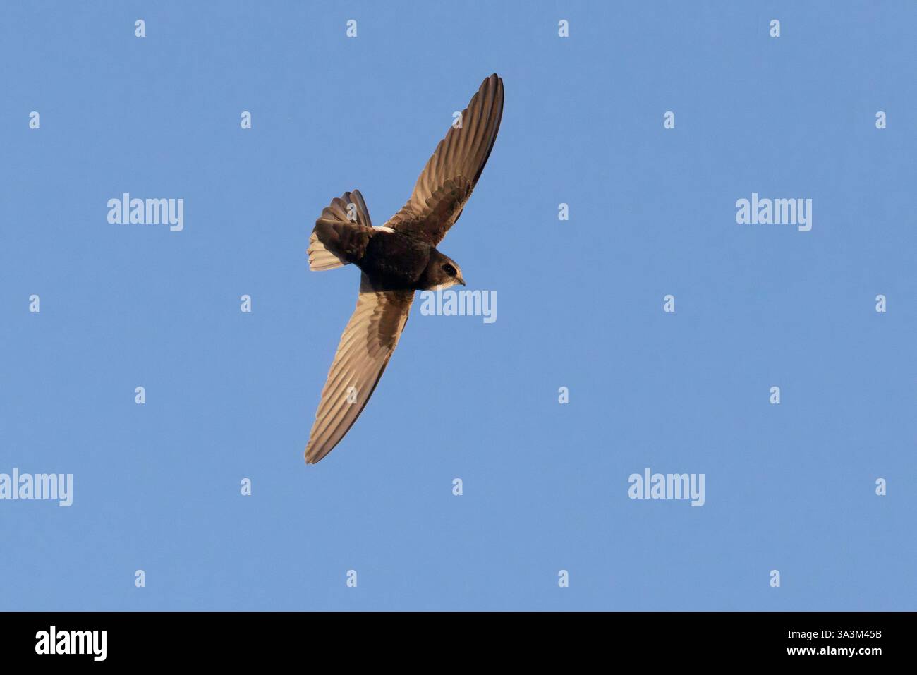 Little swift, Richard Toll, Senegal, February 2025 Stock Photo - Alamy