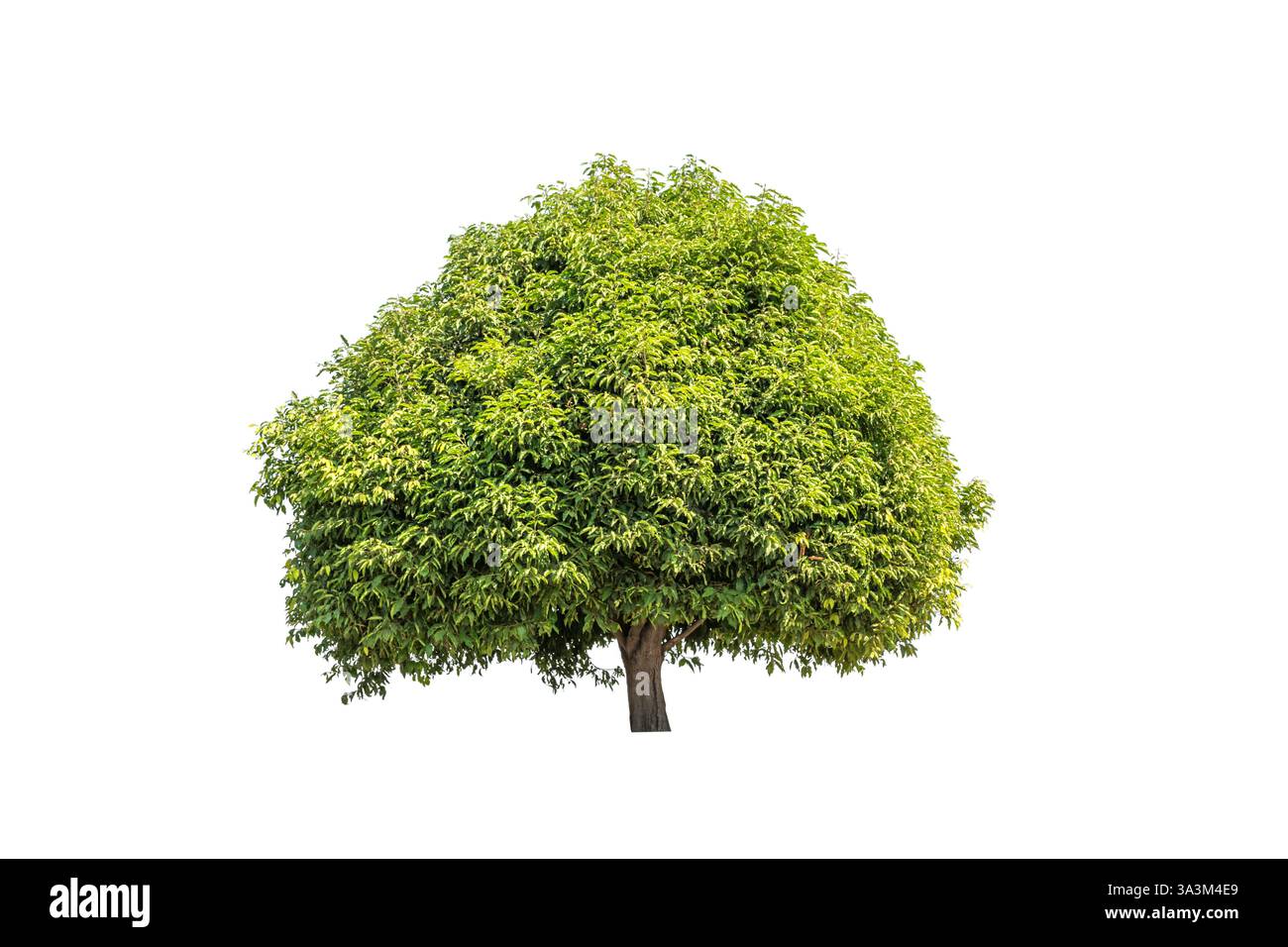 Tree green color isolated on white background Stock Photo - Alamy