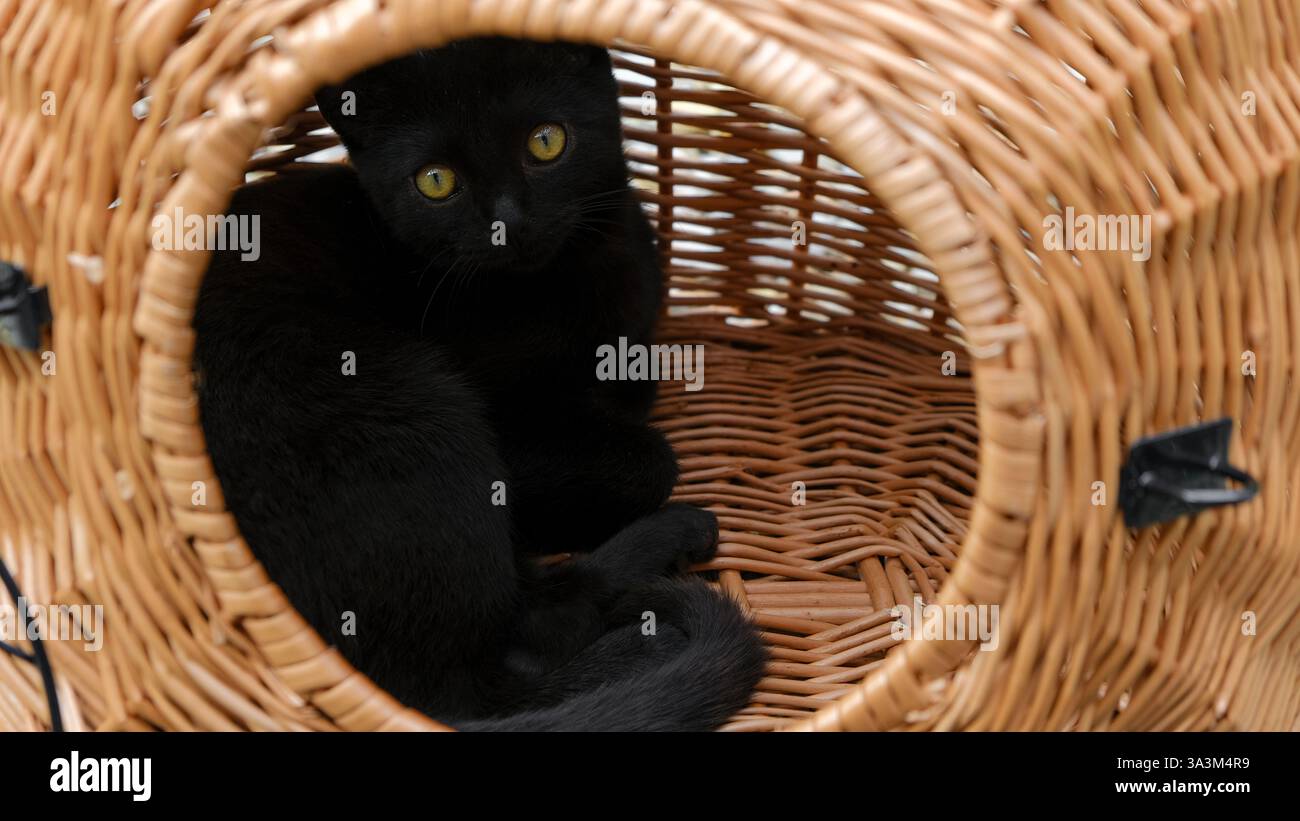 Cat carrier.Animal transportation.black kitten in a wicker basket.Black ...
