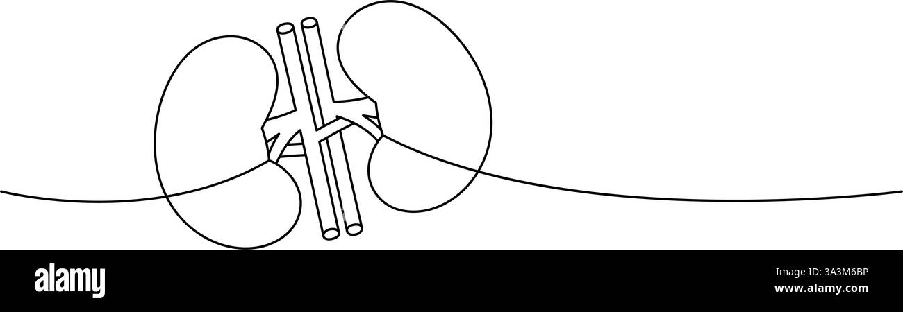 Kidneys one line continuous drawing. Human internal organ continuous one line illustration Stock ...