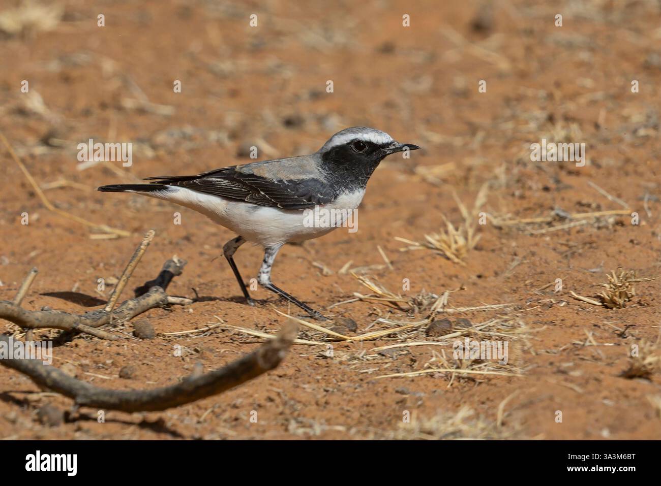 Atlas Wheatear, Guede Chantier, Senegal, February 2025 Stock Photo - Alamy