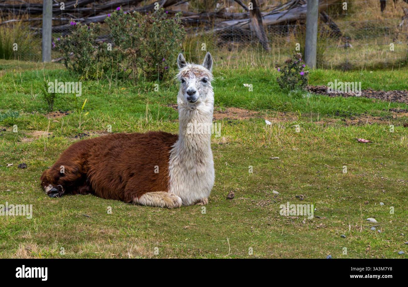 Funny Lama Alpaca on the Farm. Otago, New Zealand Stock Photo - Alamy